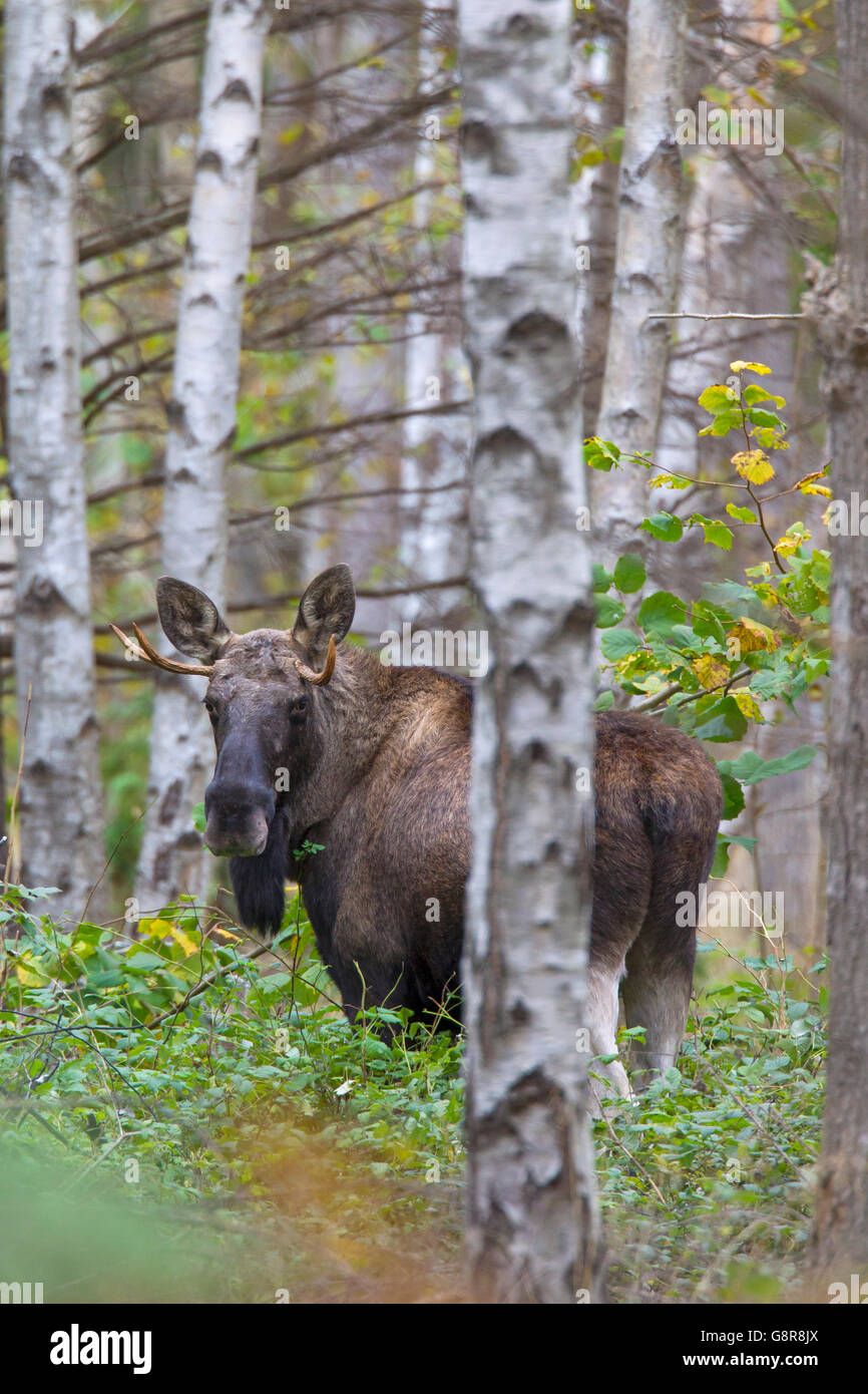 Birch trees with deer hi-res stock photography and images - Alamy