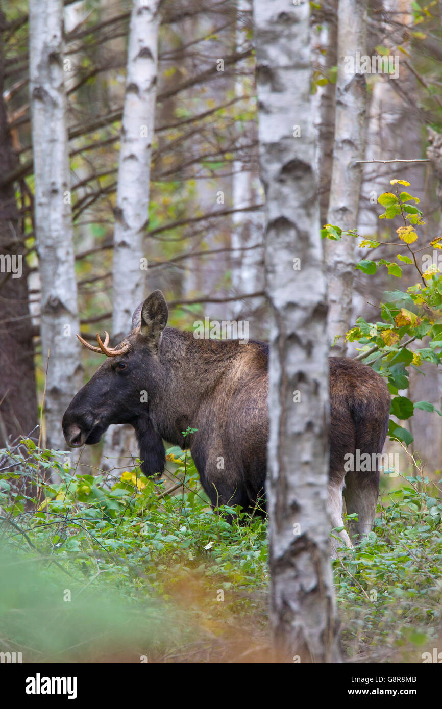 Birch trees with deer hi-res stock photography and images - Alamy