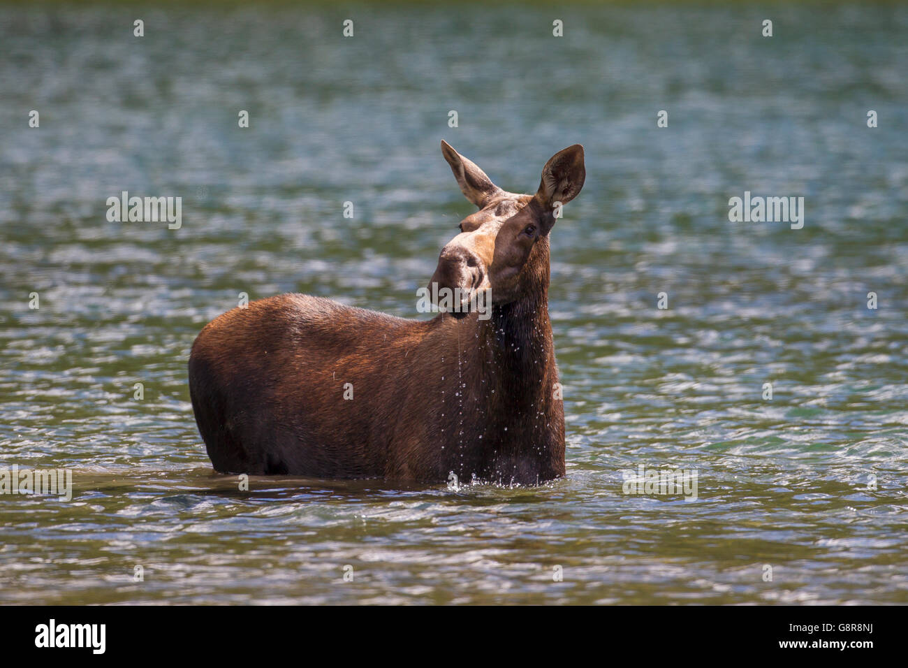 Moose (Alces alces) cow feeding on underwater vegetation in lake Stock ...