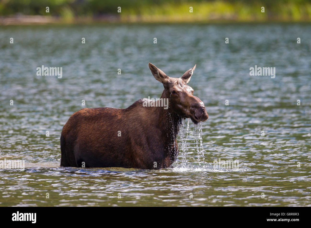 Moose (Alces alces) cow feeding on underwater vegetation in lake Stock ...