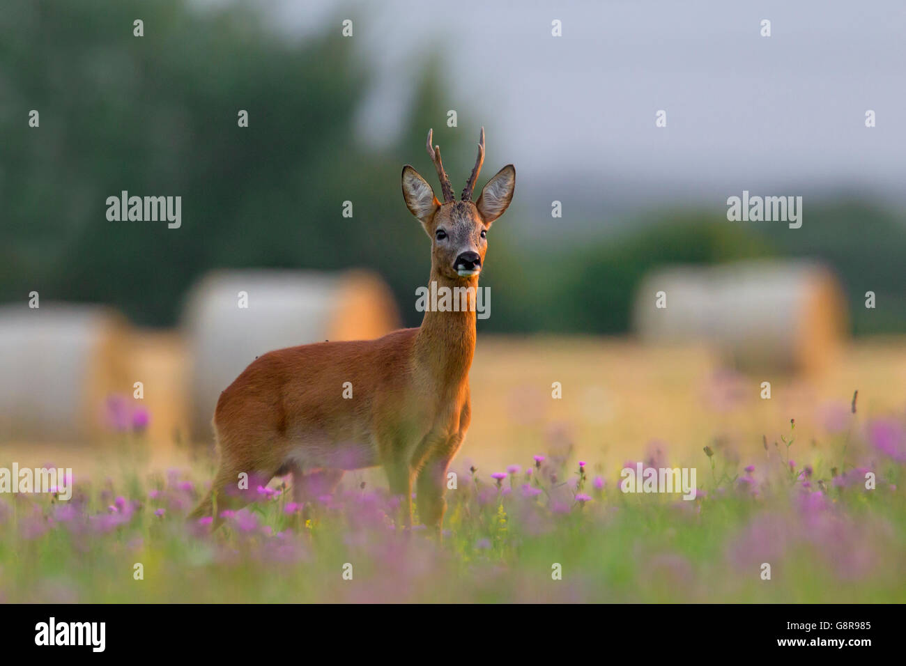 European roe deer (Capreolus capreolus) buck foraging on farmland in ...