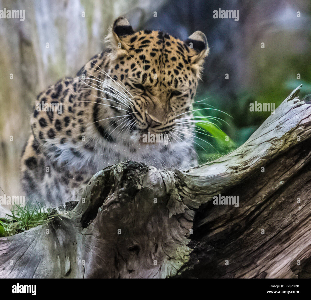 Amur leopard dangerous hi-res stock photography and images - Alamy