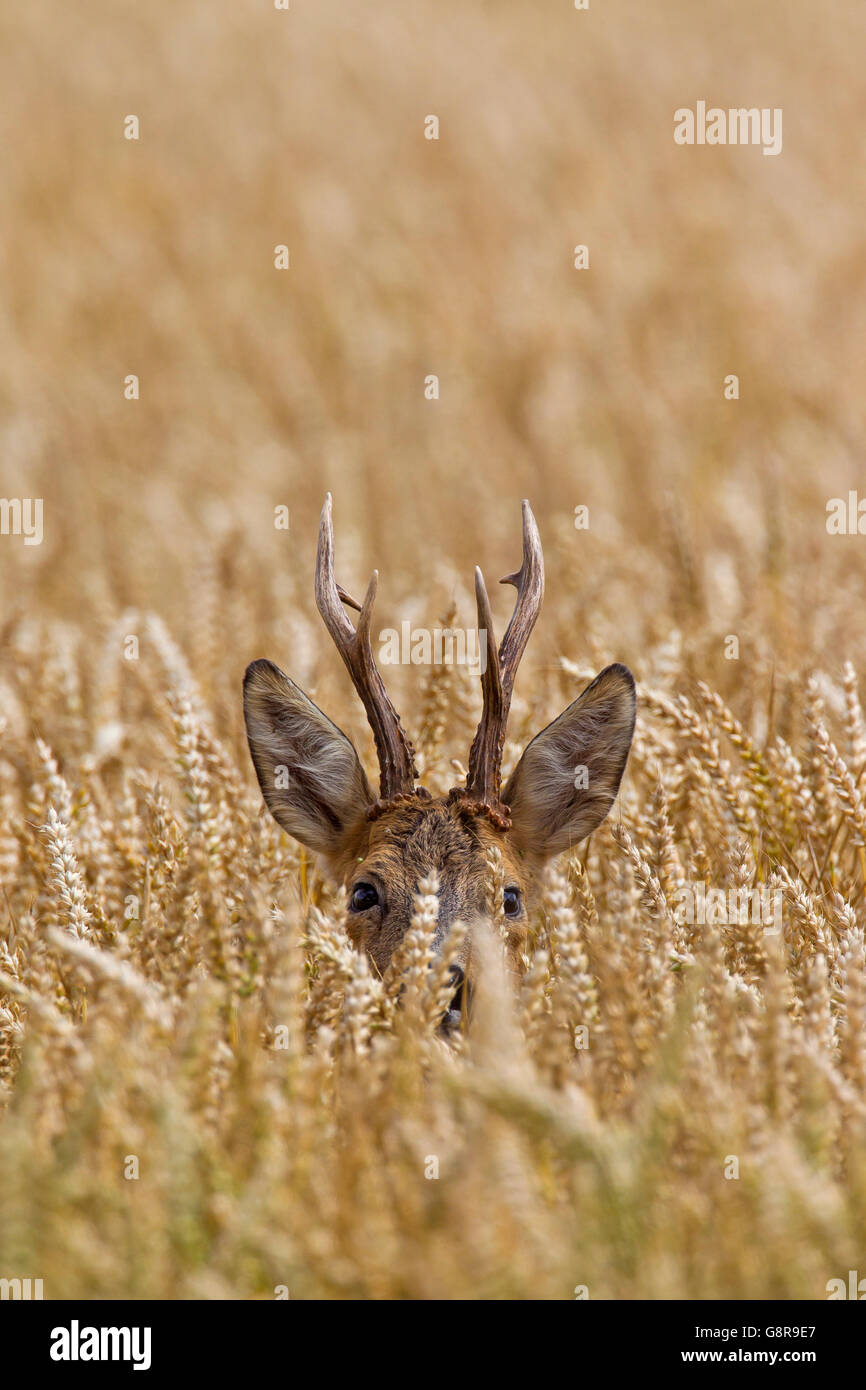 European roe deer (Capreolus capreolus) buck foraging in wheat field in ...