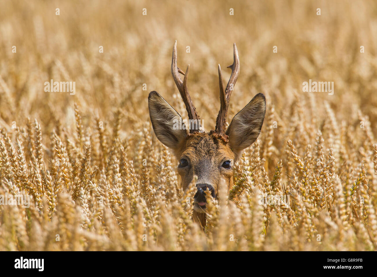 European roe deer (Capreolus capreolus) buck foraging in wheat field in ...