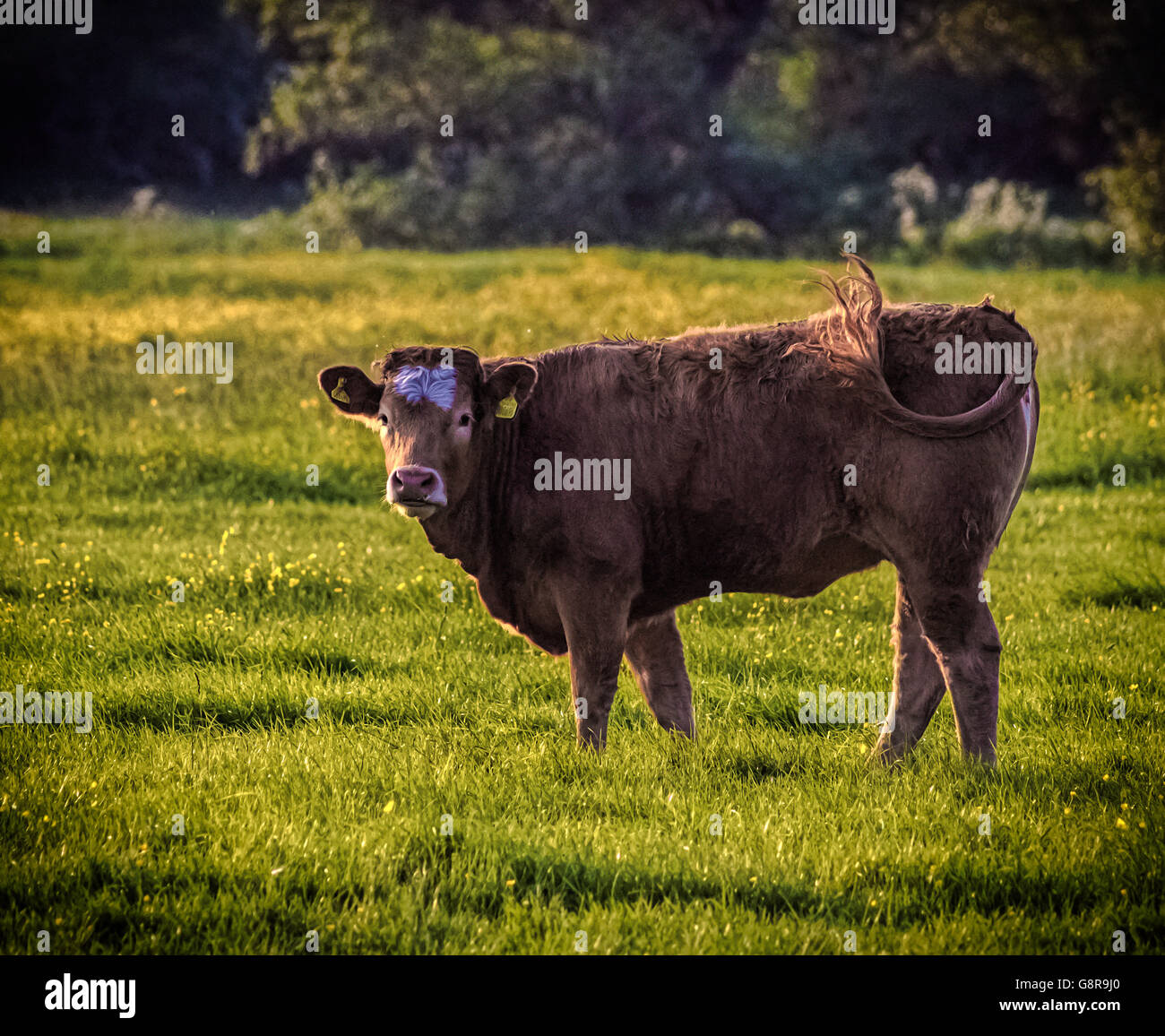 Cow feed cutout hi-res stock photography and images - Alamy