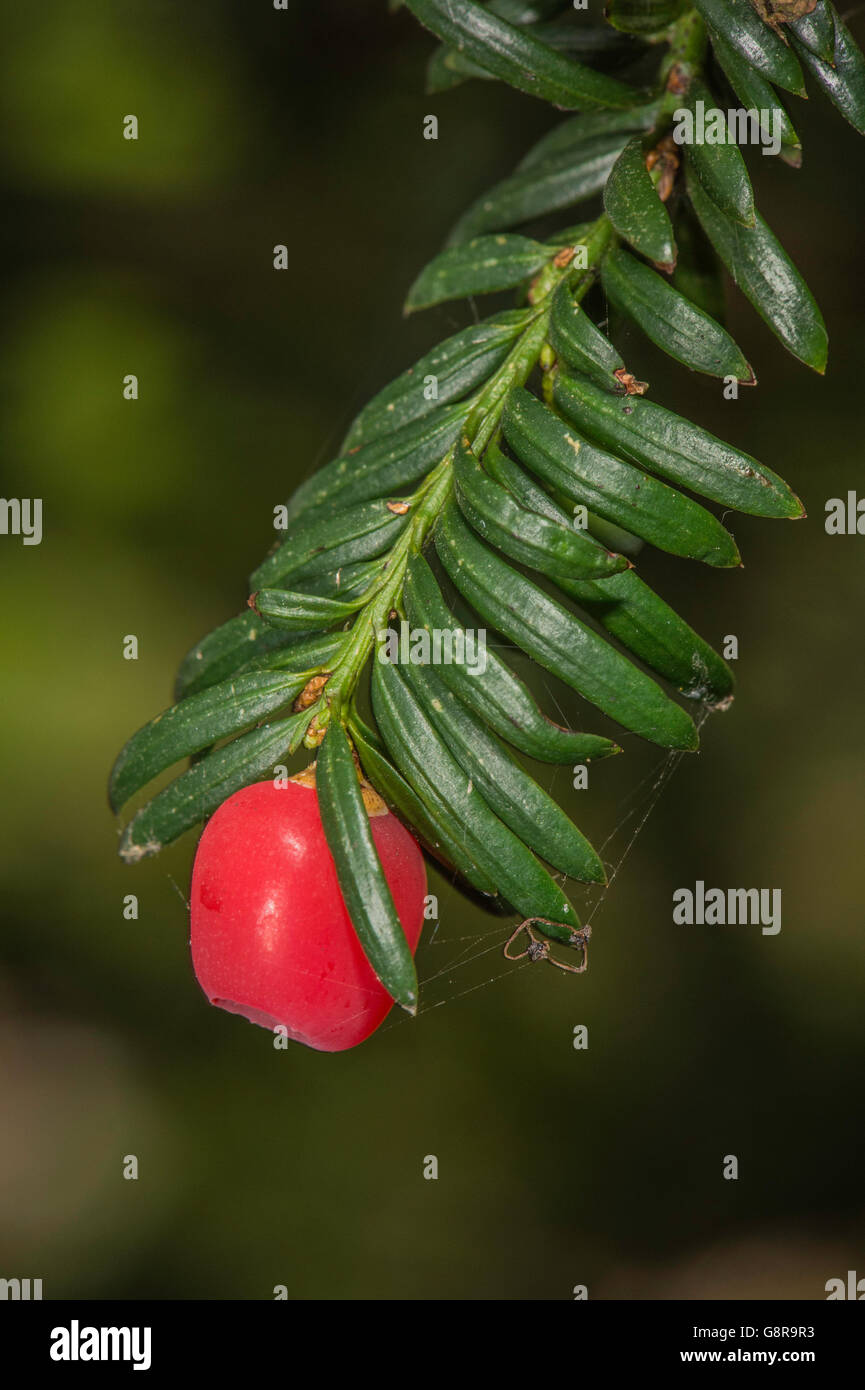 Single berry of the Yew (Taxus baccata Stock Photo - Alamy