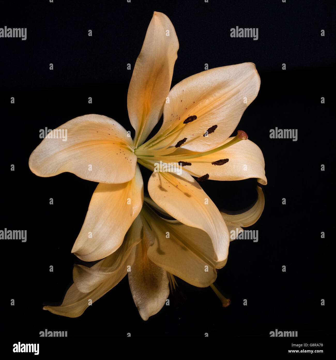 Single Asiatic Lily flower Stock Photo - Alamy