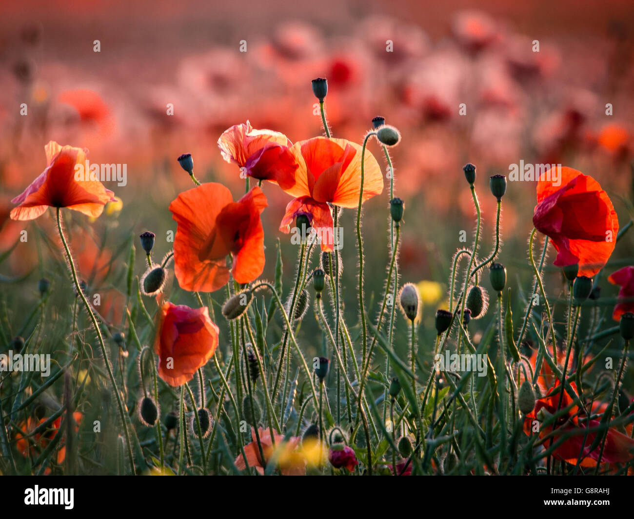 Poppy buds and seed pods hi-res stock photography and images - Alamy