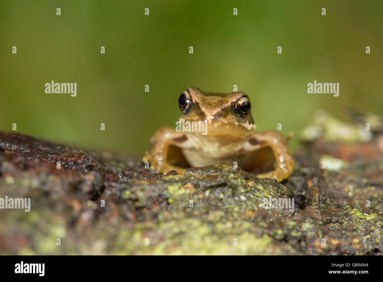 Young Froglet exploring the damp garden Stock Photo - Alamy