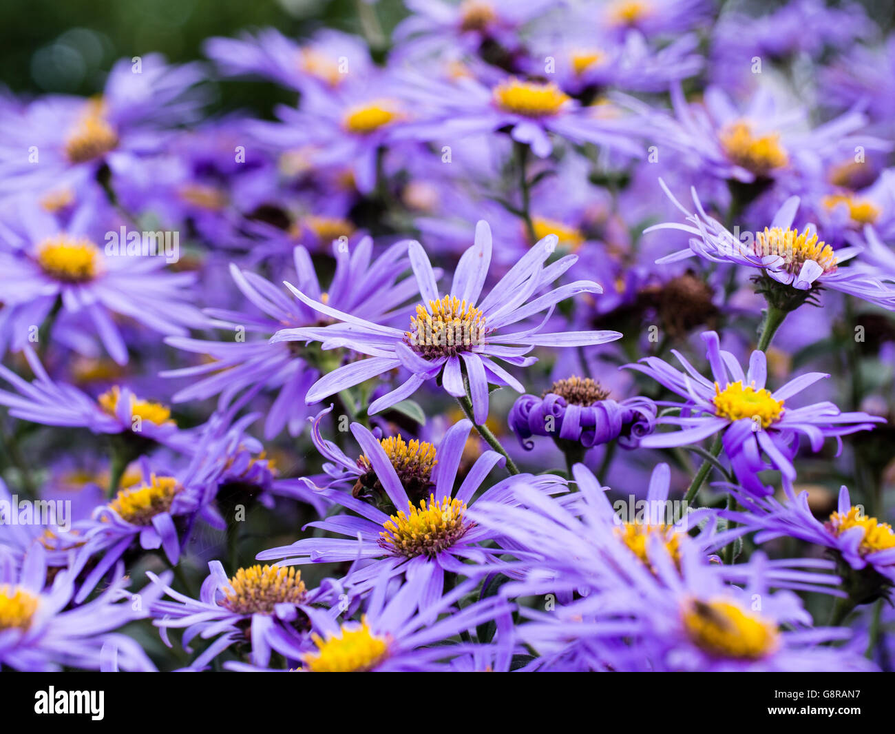Blue Aster Flowers Stock Photo - Alamy