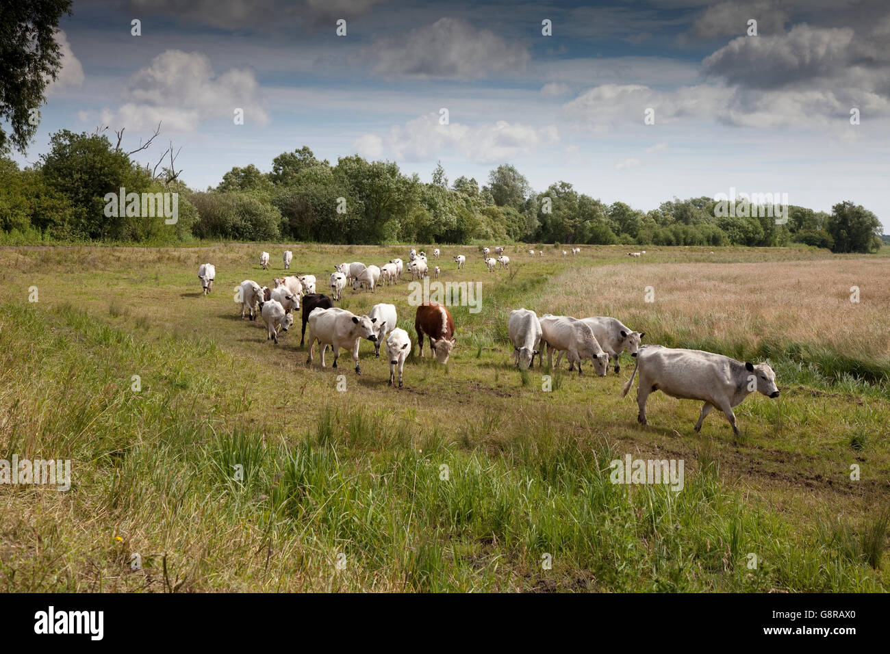 British white cattle hi-res stock photography and images - Alamy