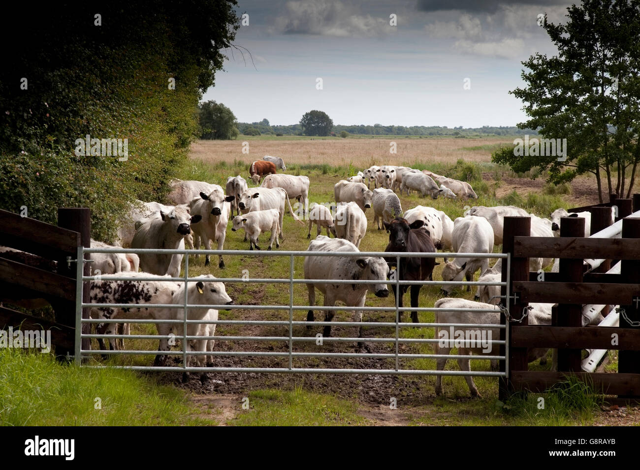 British white cattle hi-res stock photography and images - Alamy