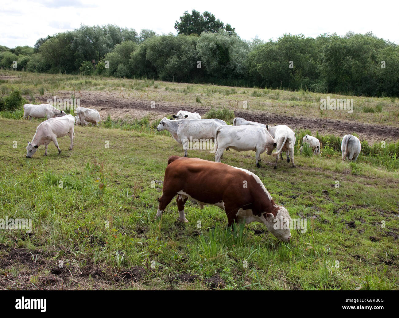 British white cattle Stock Photo - Alamy