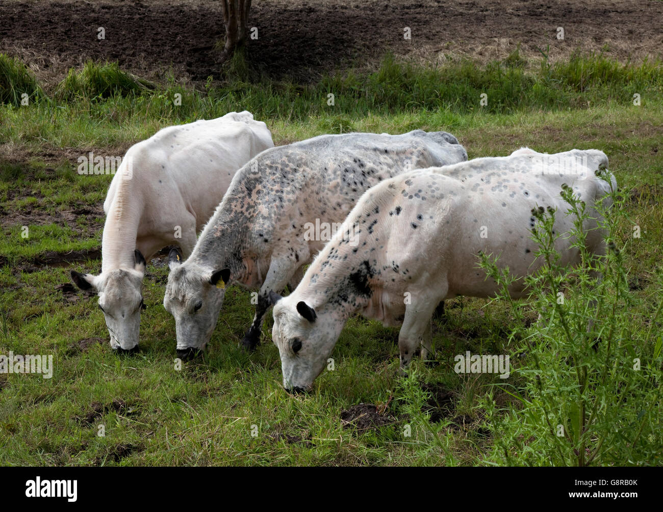 British white cattle Stock Photo - Alamy