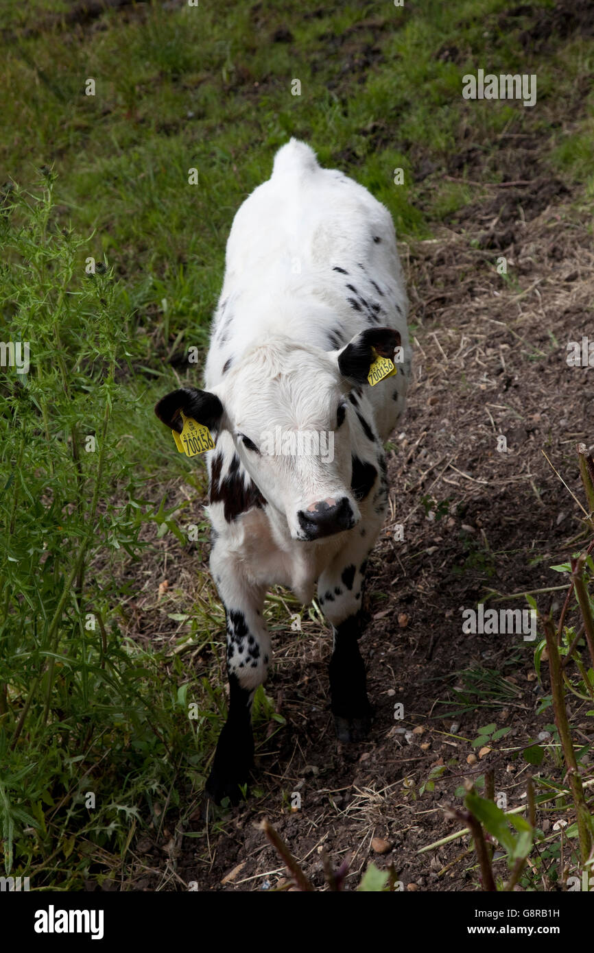 British white cows in hi-res stock photography and images - Alamy
