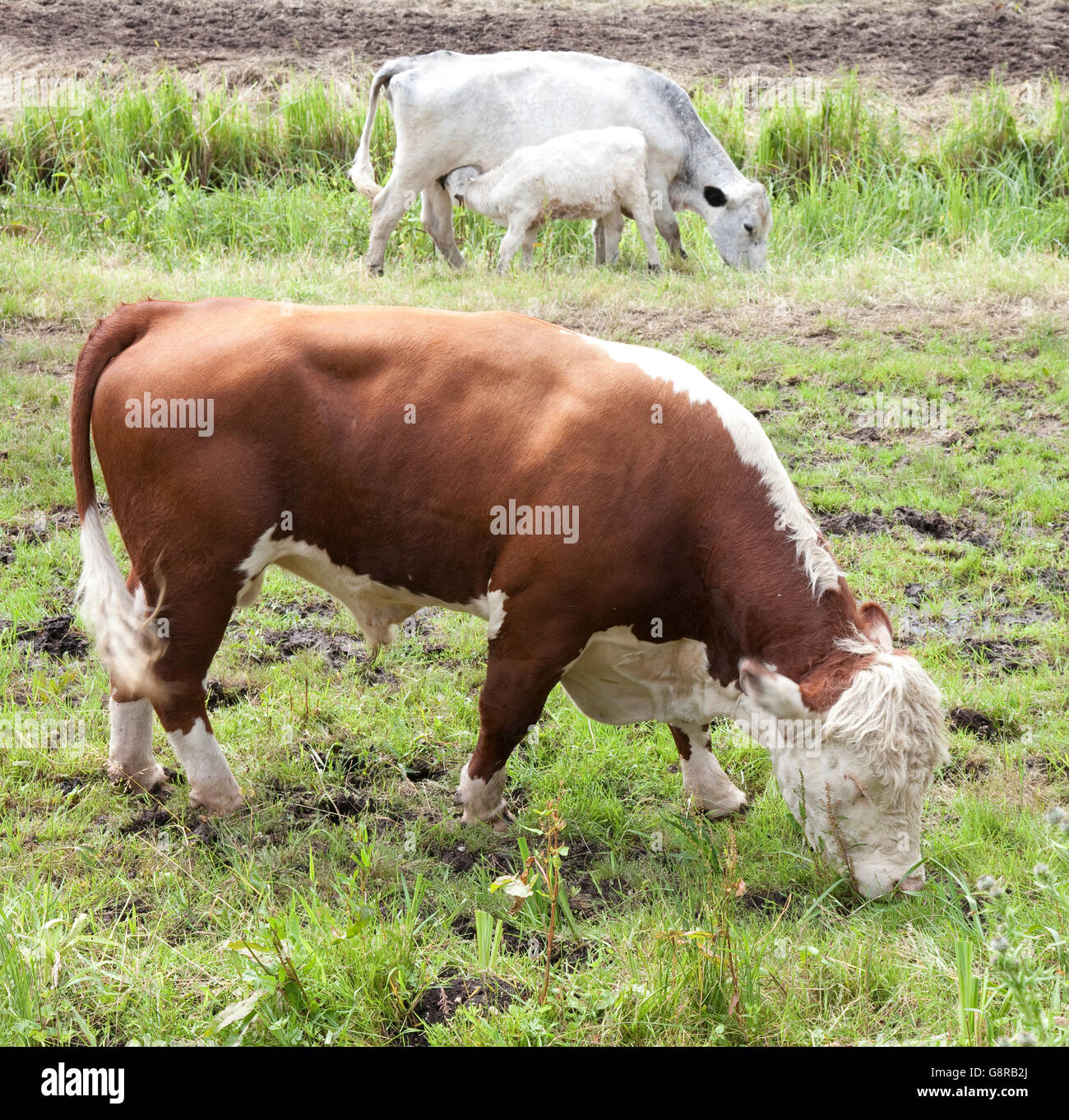 British white cattle Stock Photo - Alamy