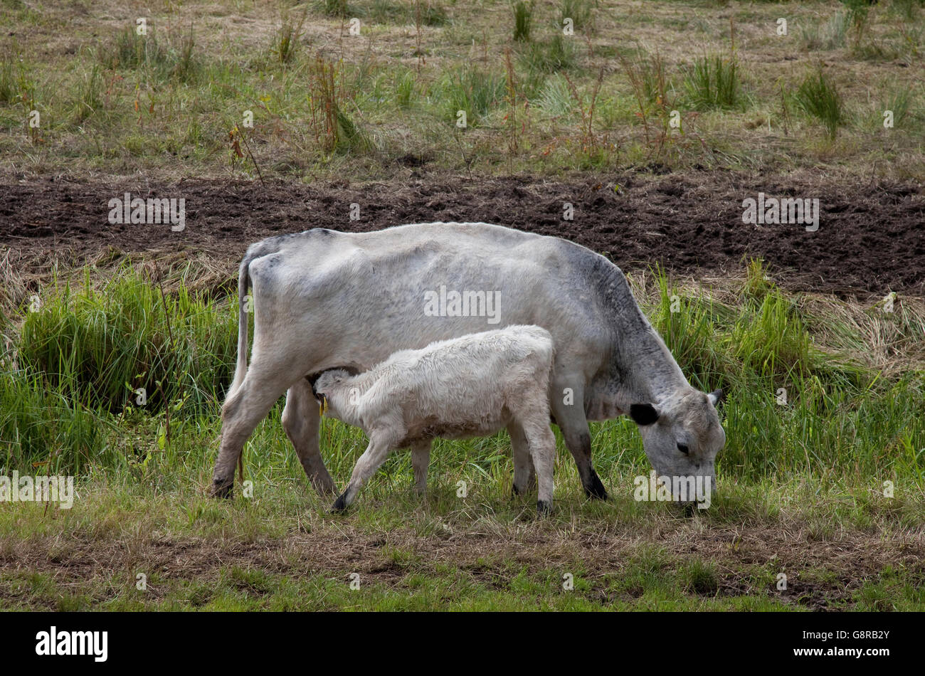 British white cattle hi-res stock photography and images - Alamy