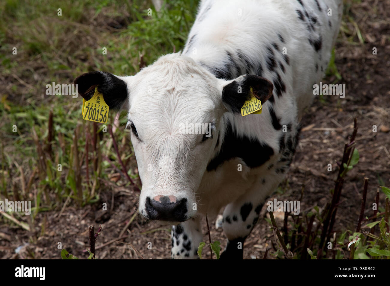 British white cattle hi-res stock photography and images - Alamy