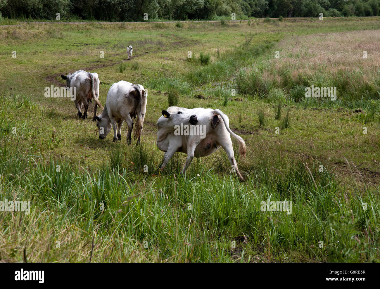 British white cattle Stock Photo - Alamy