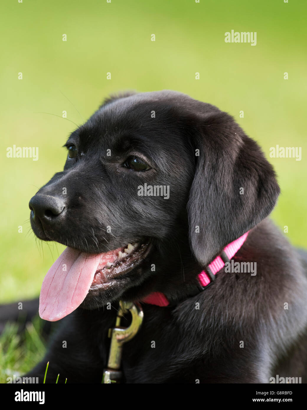 A young Black Labrador Retriever Stock Photo - Alamy