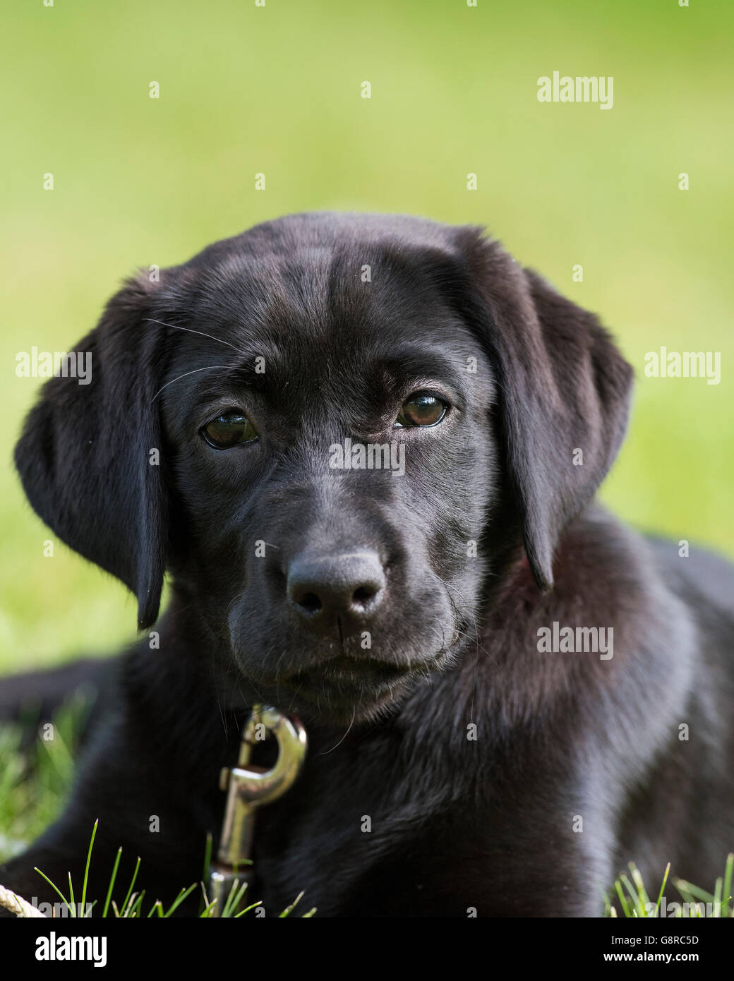 A young Black Labrador Retriever Stock Photo - Alamy