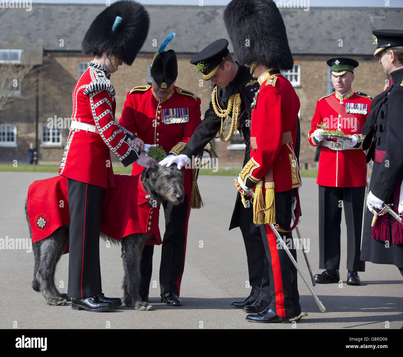 Presents a sprig of shamrock hi-res stock photography and images - Alamy