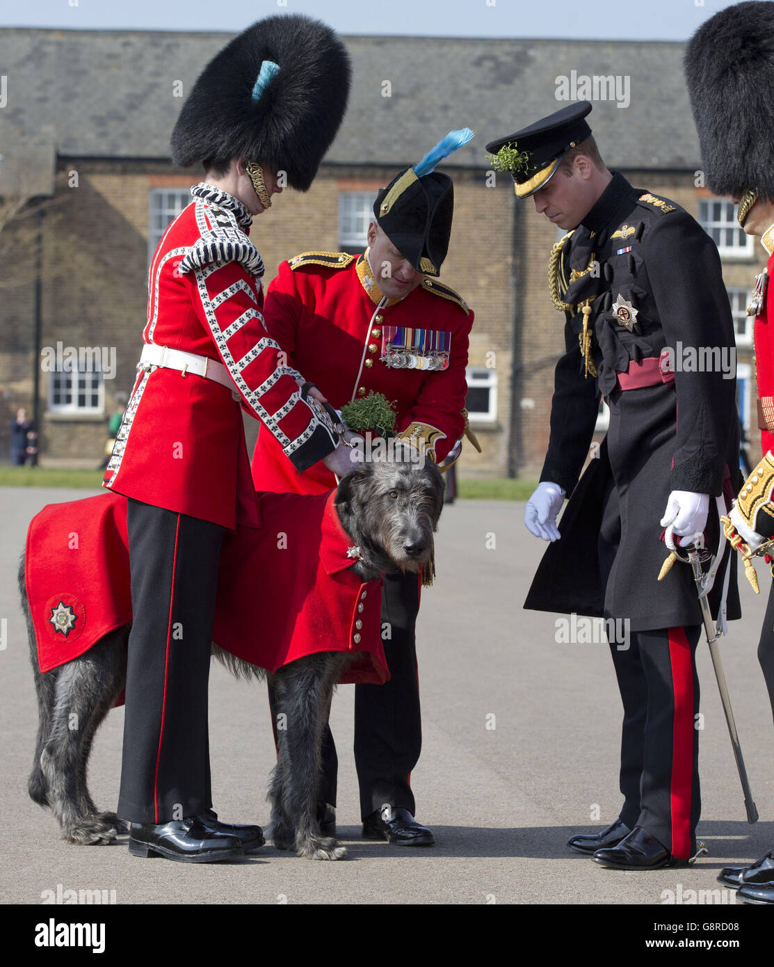 The Duke of Cambridge presents a sprig of shamrock to the Irish Guard's ...