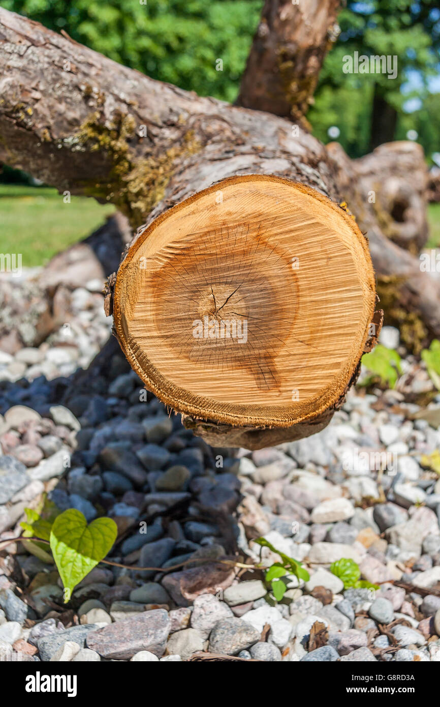 Log trunk hi-res stock photography and images - Alamy