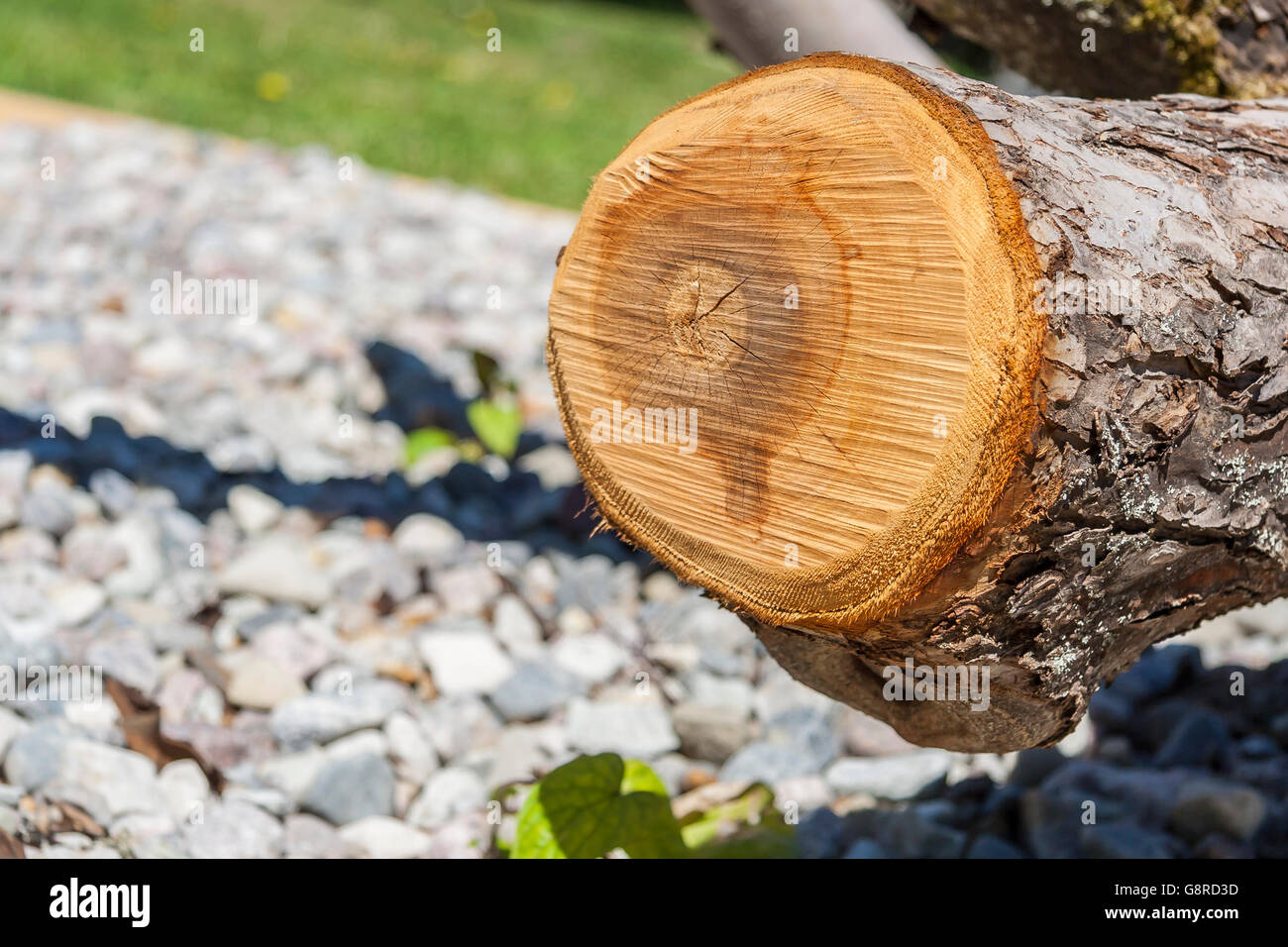 Natural Wooden Log Stock Photo - Alamy