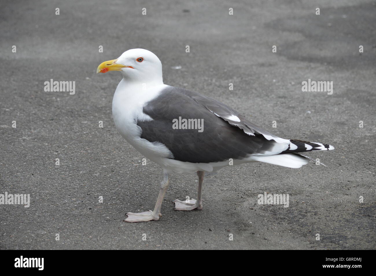Sea gull profile Stock Photo - Alamy