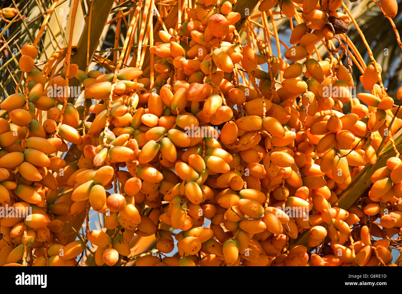 Yellow Dates Crop Hanging on Dates Palm Stock Photo - Alamy