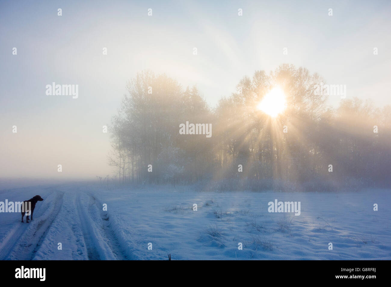 Dog in the landscape hi-res stock photography and images - Alamy