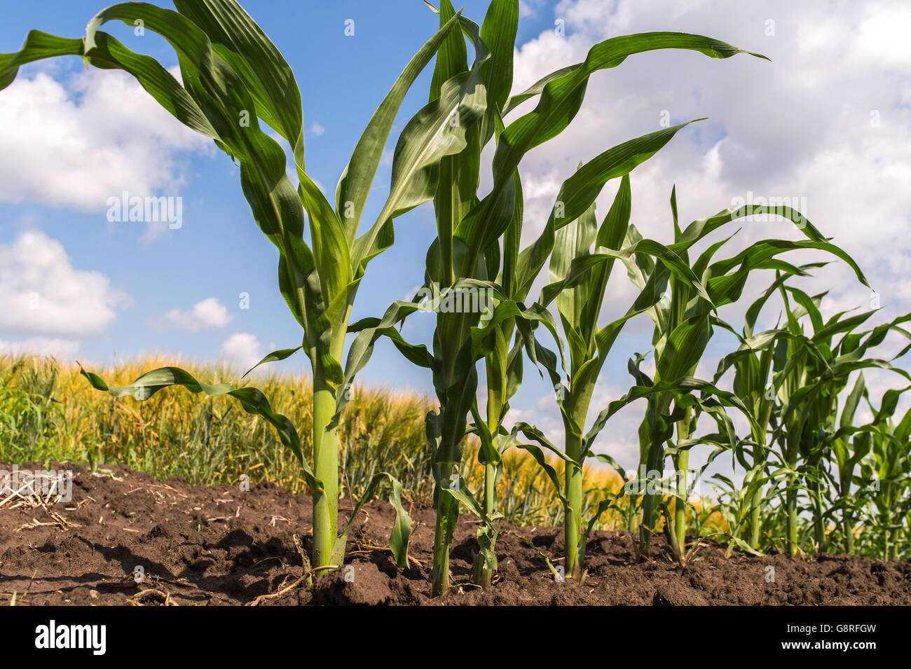 Green corn hi-res stock photography and images - Alamy
