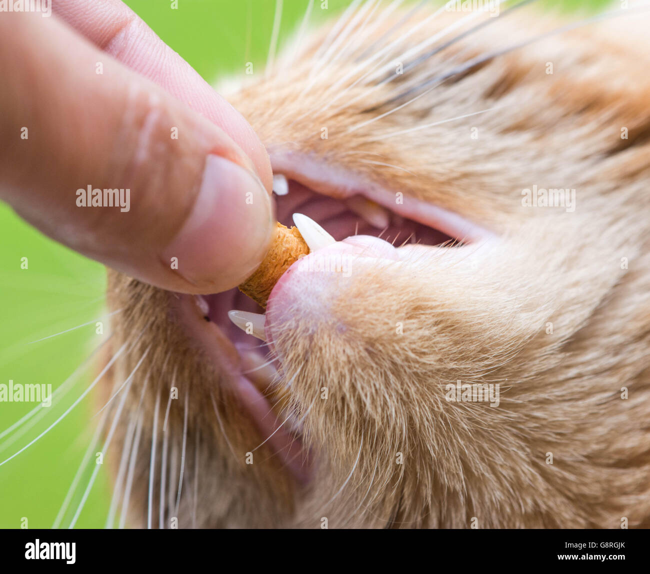 Hand Feeding Cat High Resolution Stock Photography and Images - Alamy