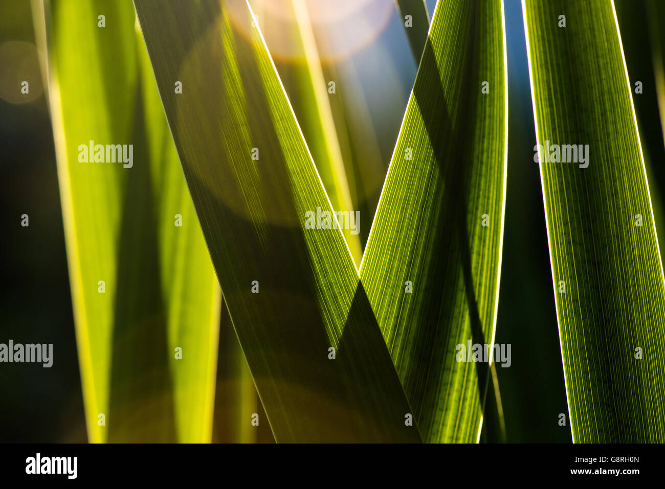 Fresh green spring grass Stock Photo - Alamy