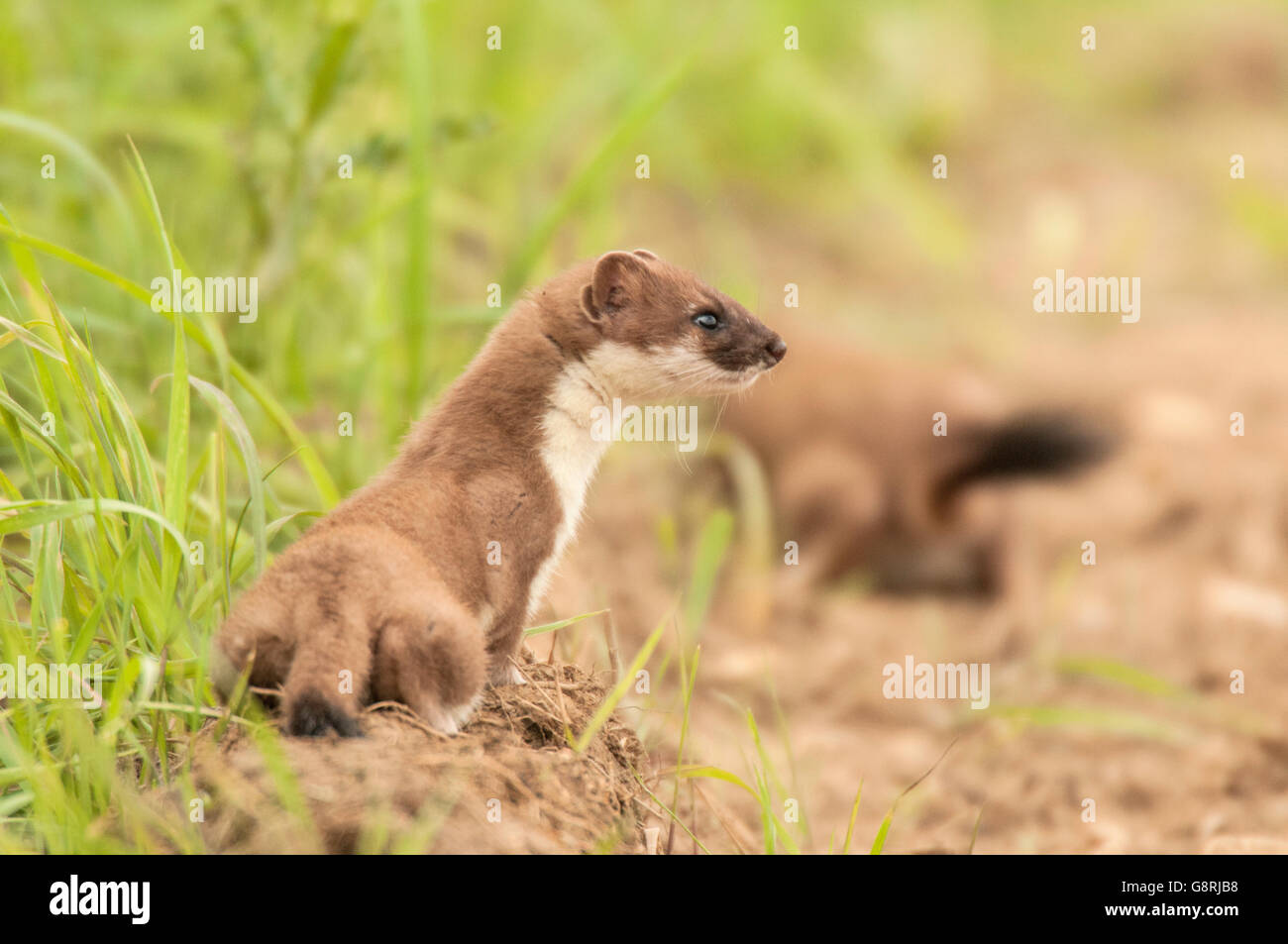 Stoat keeping his eye out for anything happening Stock Photo - Alamy