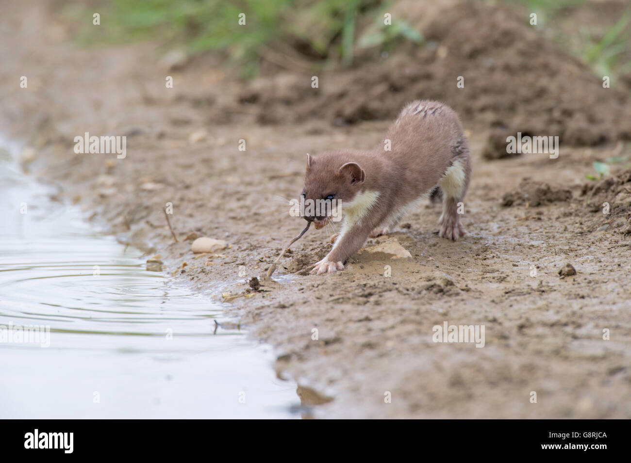 Stoat uk young hi-res stock photography and images - Alamy