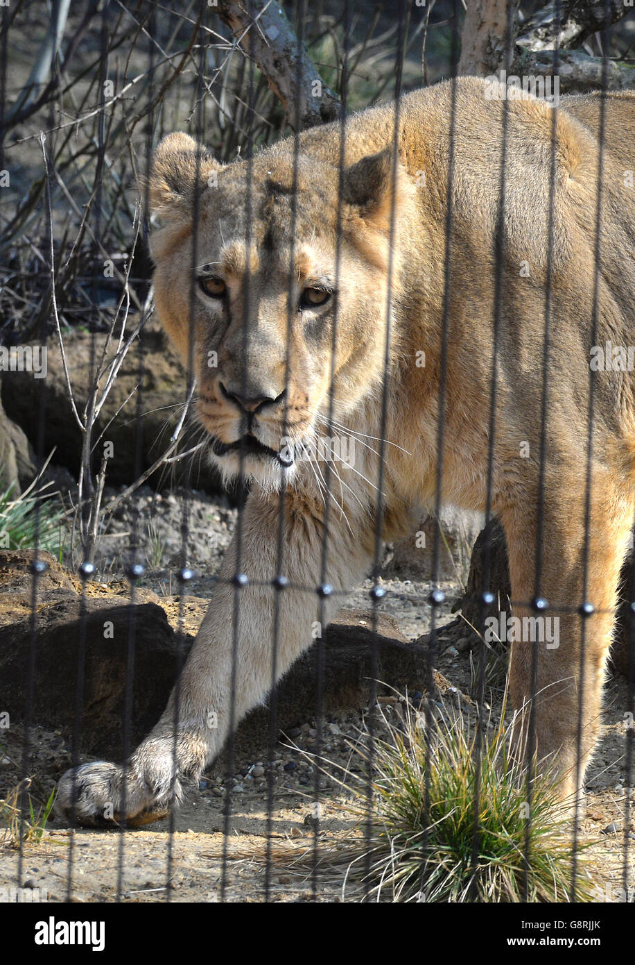 A female Lion in the new Sri Lankan themed Lion enclosure at London Zoo ...
