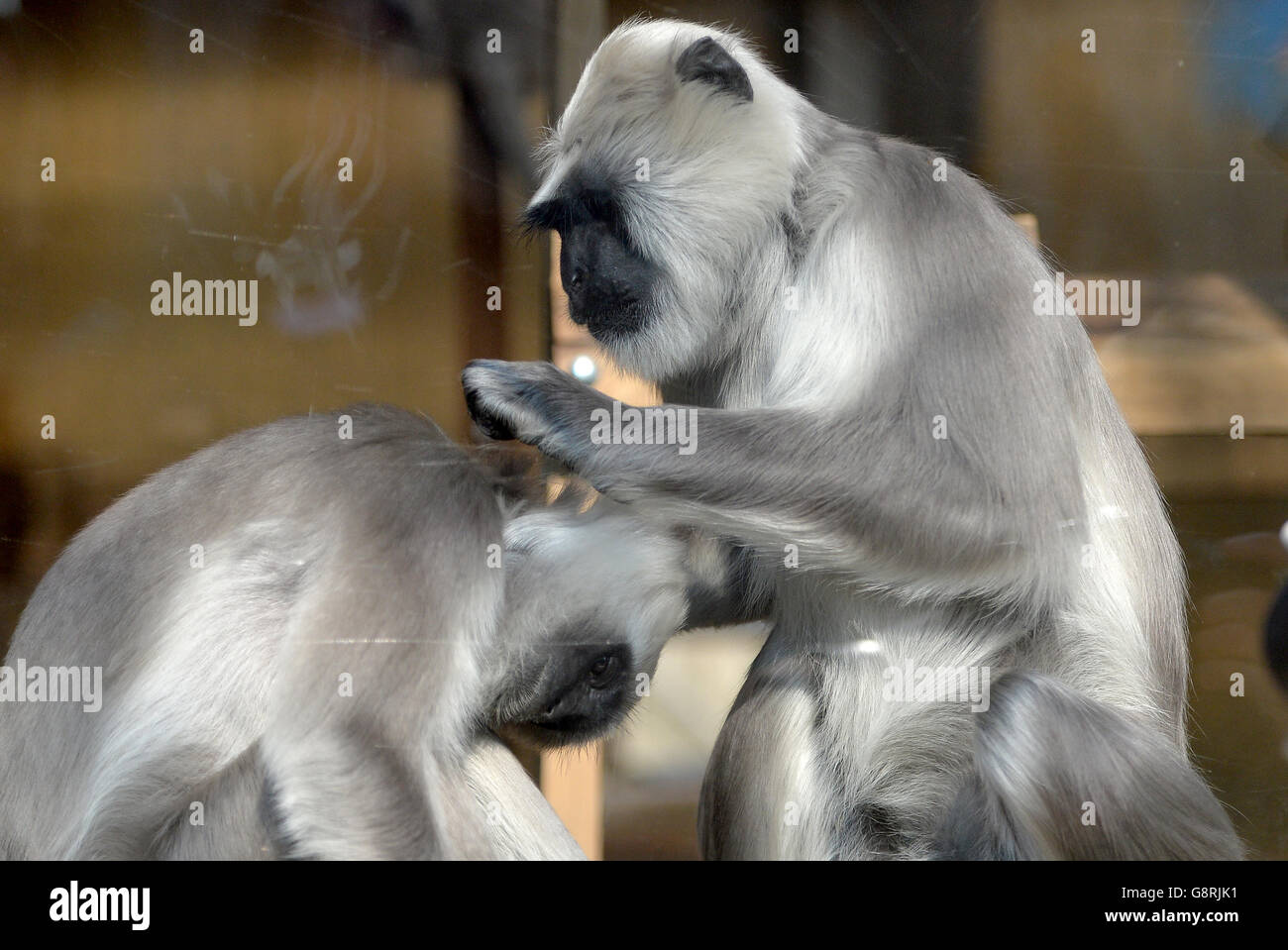 Langur monkey enclosure london zoo hi-res stock photography and images ...