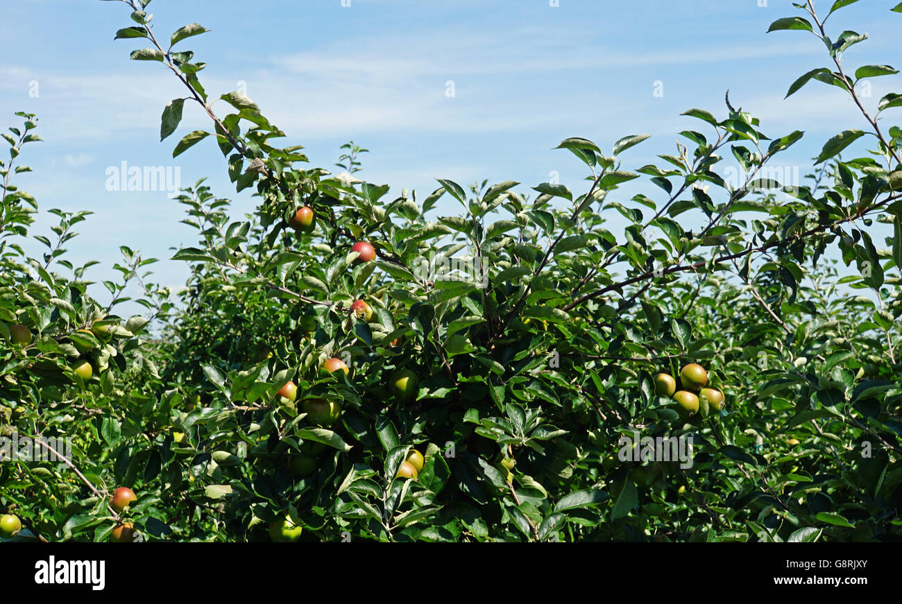 apple tree in altes land in germany Stock Photo - Alamy