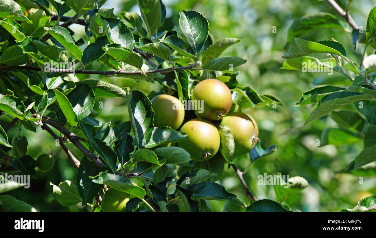 apple tree in altes land in germany Stock Photo - Alamy