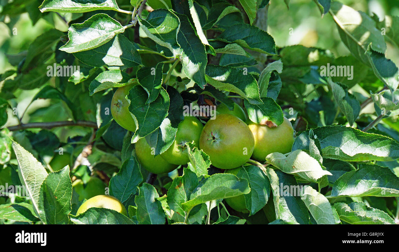 apple tree in altes land in germany Stock Photo - Alamy