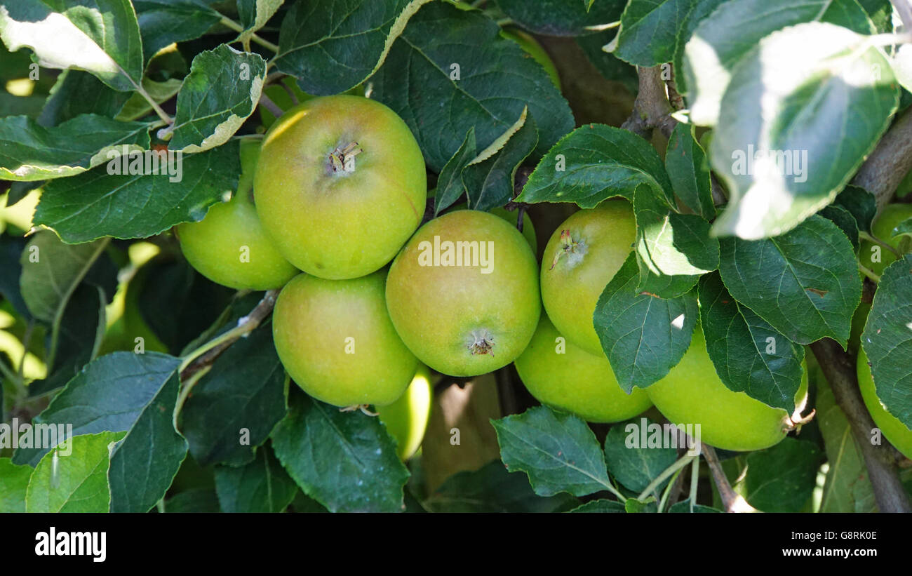 apple tree in altes land in germany Stock Photo - Alamy