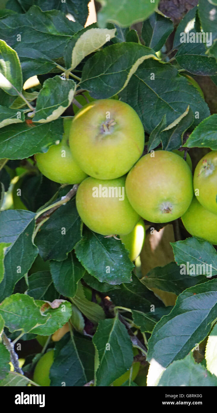 apple tree in altes land in germany Stock Photo - Alamy