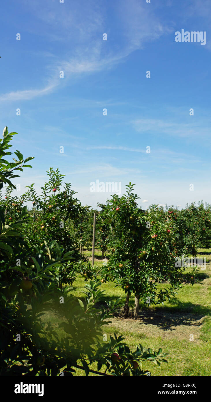 apple tree in altes land in germany Stock Photo - Alamy