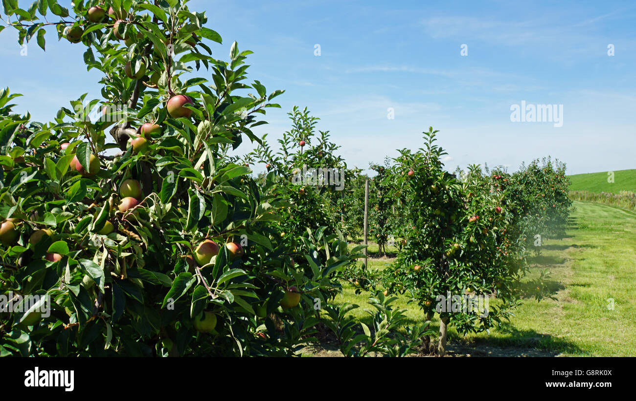 apple tree in altes land in germany Stock Photo - Alamy