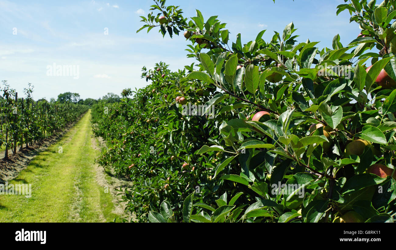 apple tree in altes land in germany Stock Photo - Alamy