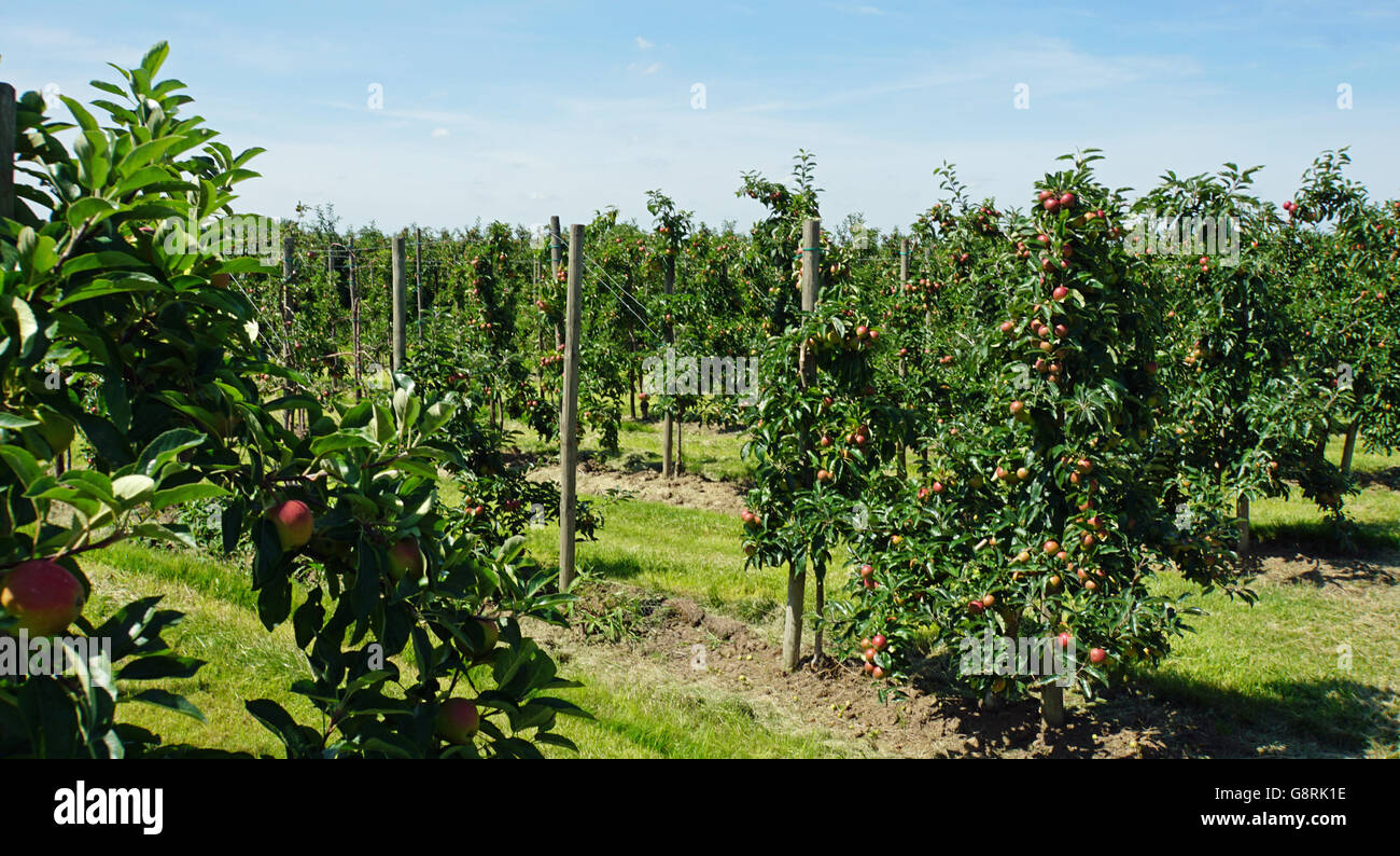 apple tree in altes land in germany Stock Photo - Alamy