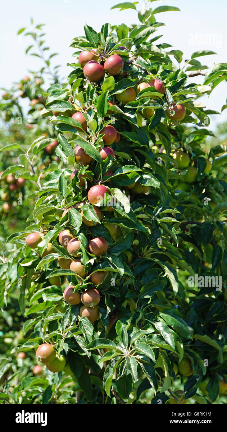 apple tree in altes land in germany Stock Photo - Alamy
