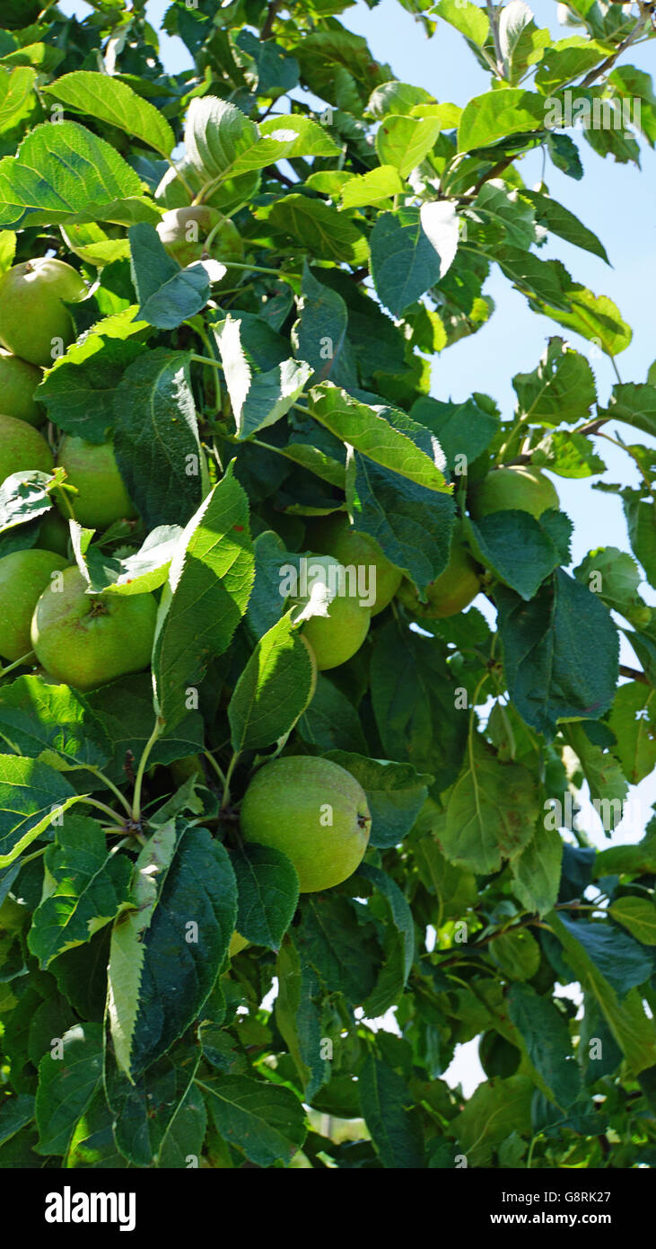 apple tree in altes land in germany Stock Photo - Alamy